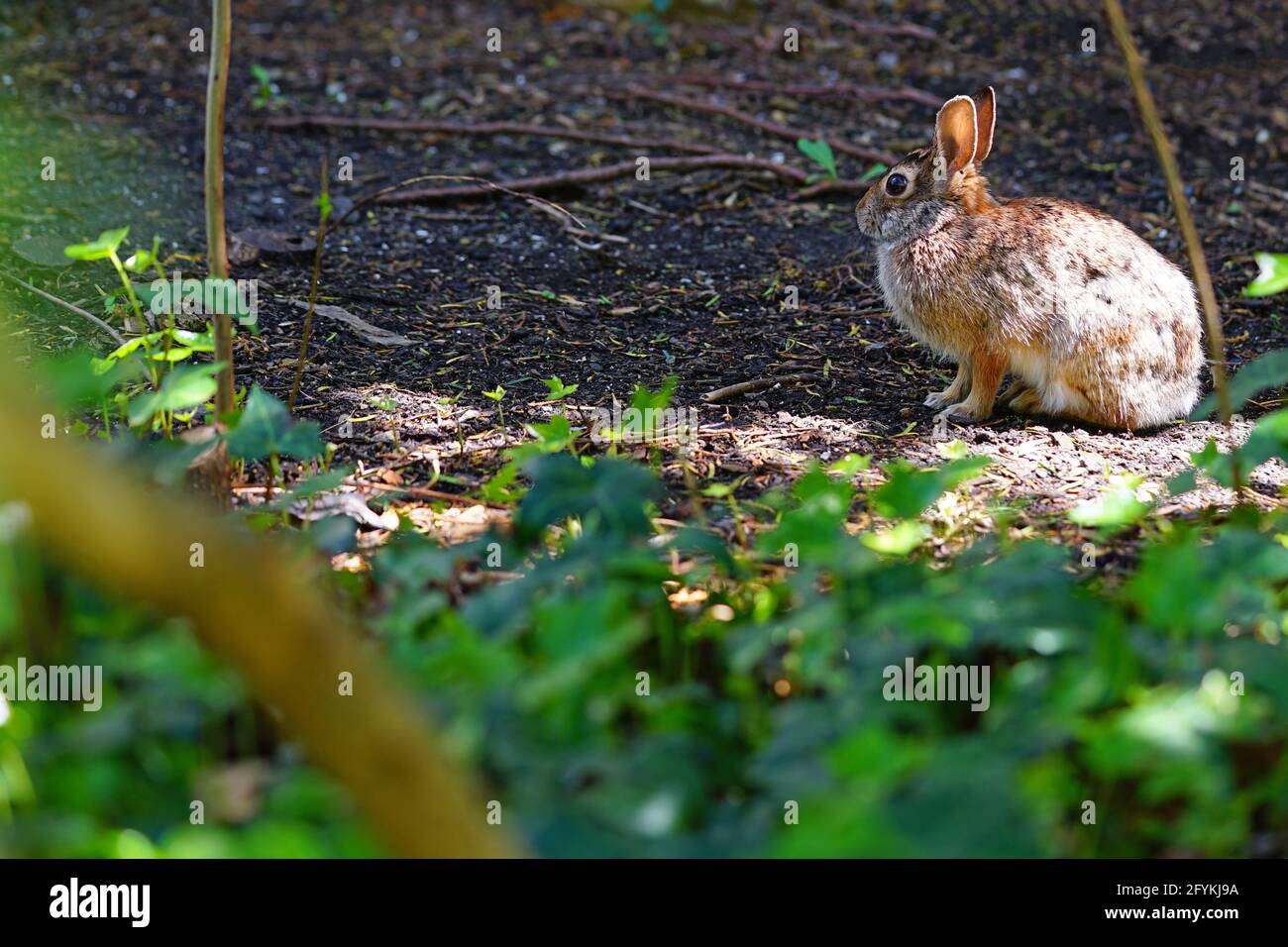 wild bunny rabbit in the garden Stock Photo - Alamy