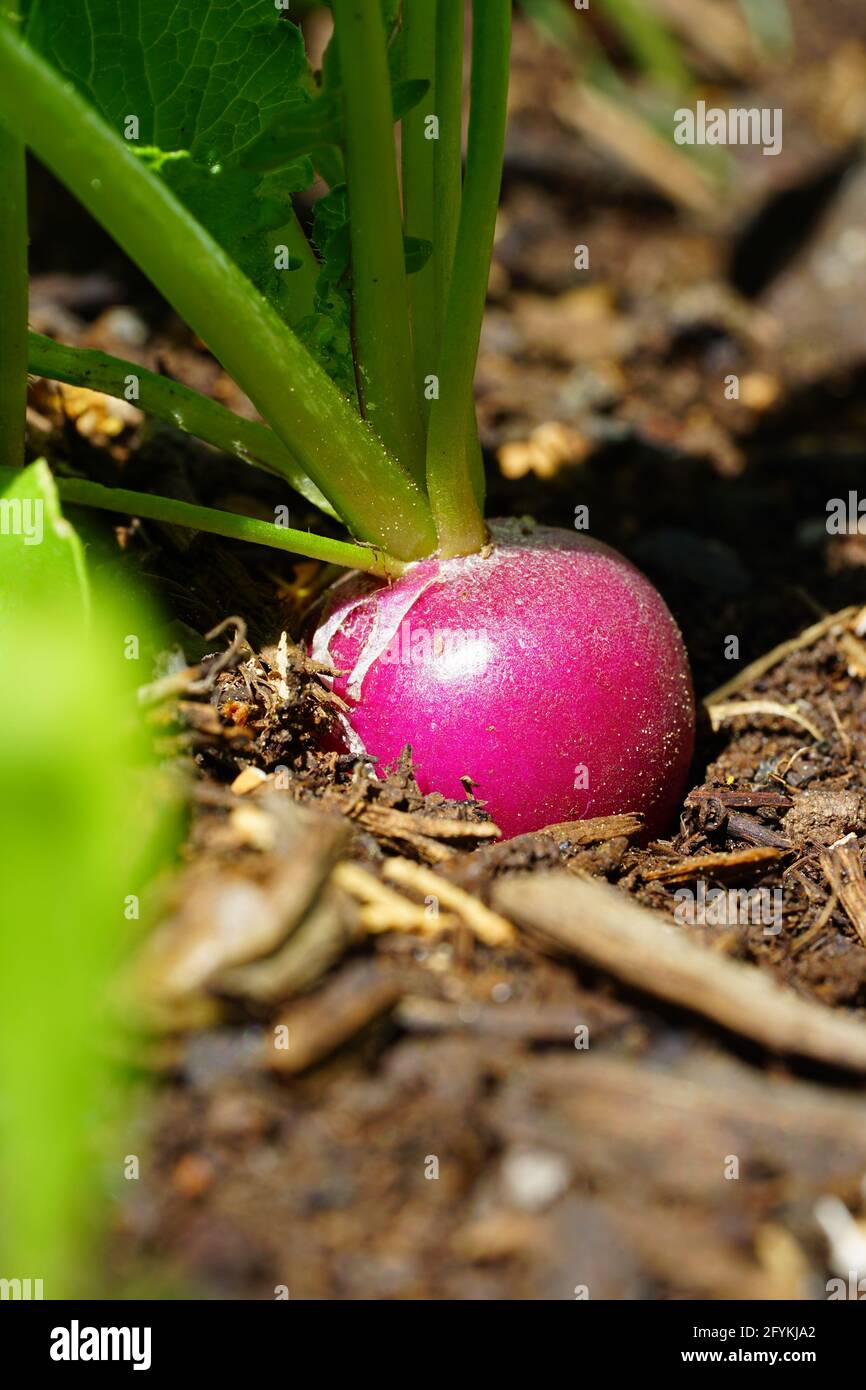 A fresh purple globe radish growing in the vegetable garden Stock Photo ...