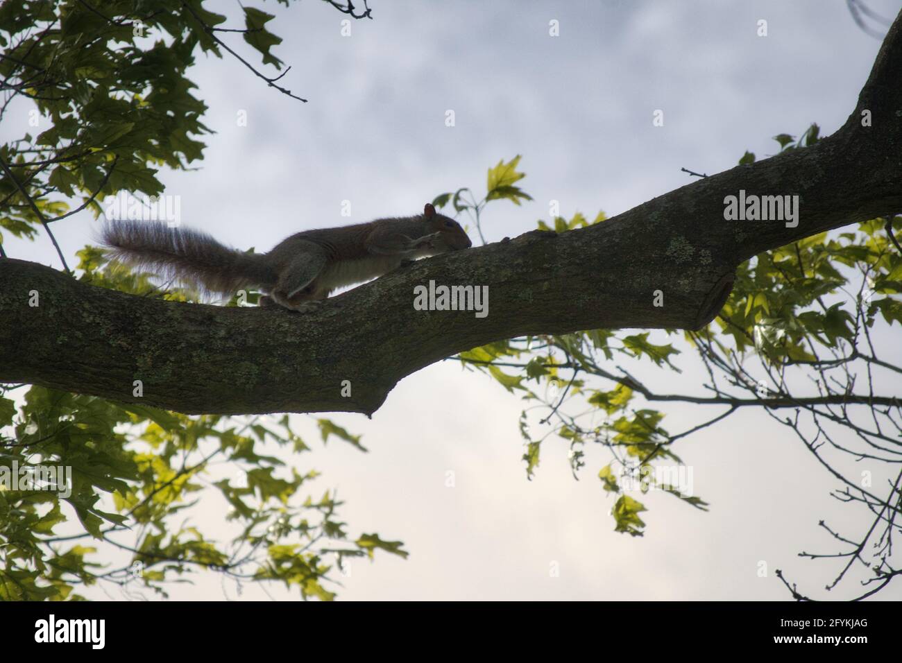 Squirrel running hi-res stock photography and images - Alamy