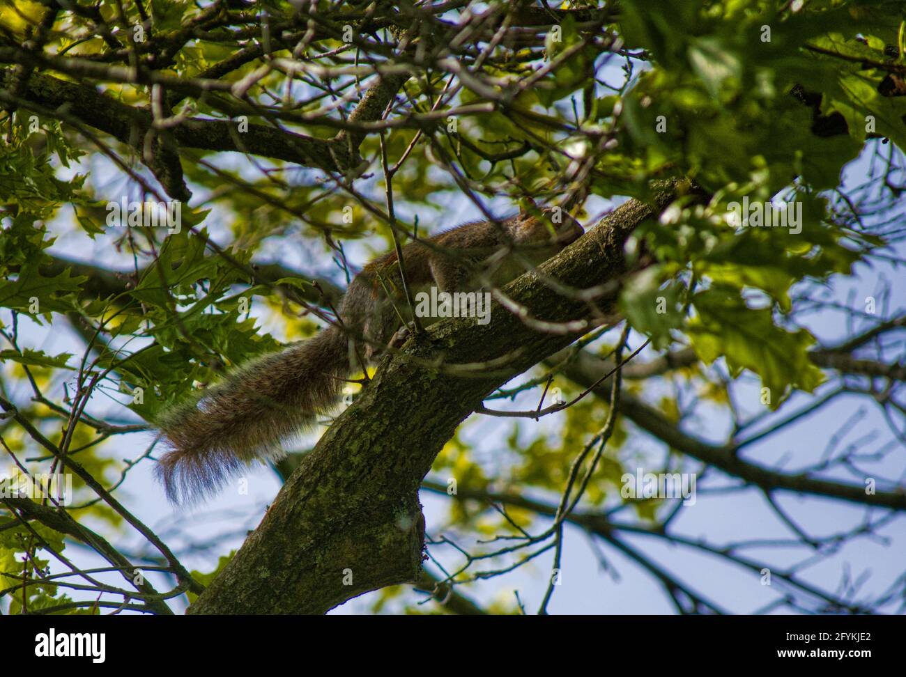 Squirrel running hi-res stock photography and images - Alamy