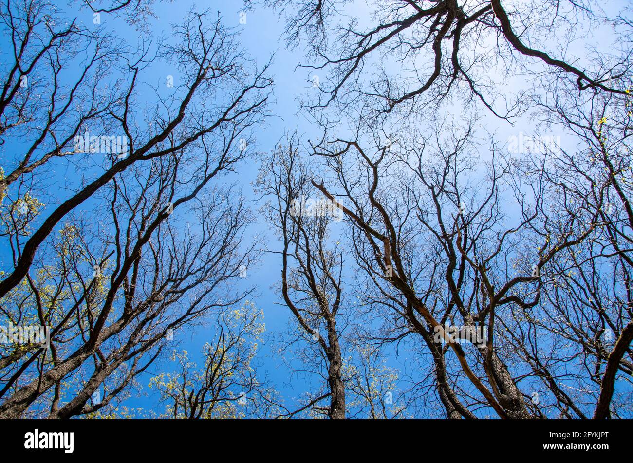 Look up at trees hi-res stock photography and images - Alamy