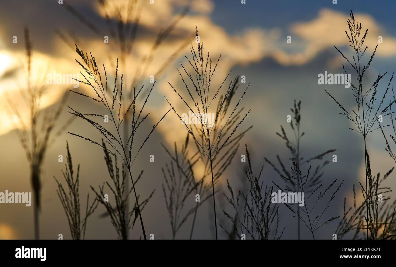 sunset in the grass Stock Photo - Alamy