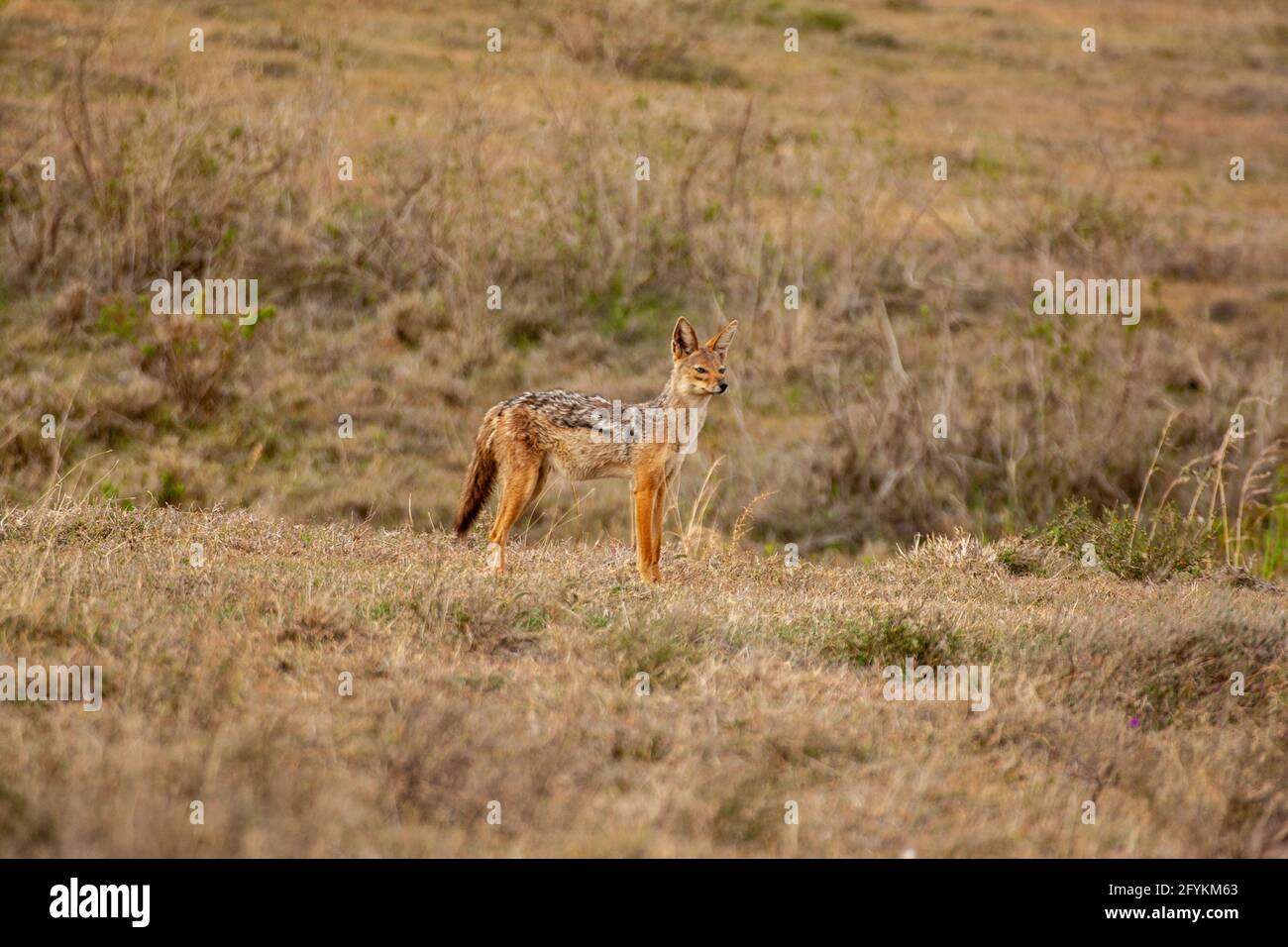 black-backed jackal (Lupulella mesomelas syn Canis mesomelas), also known as the silver-backed ...