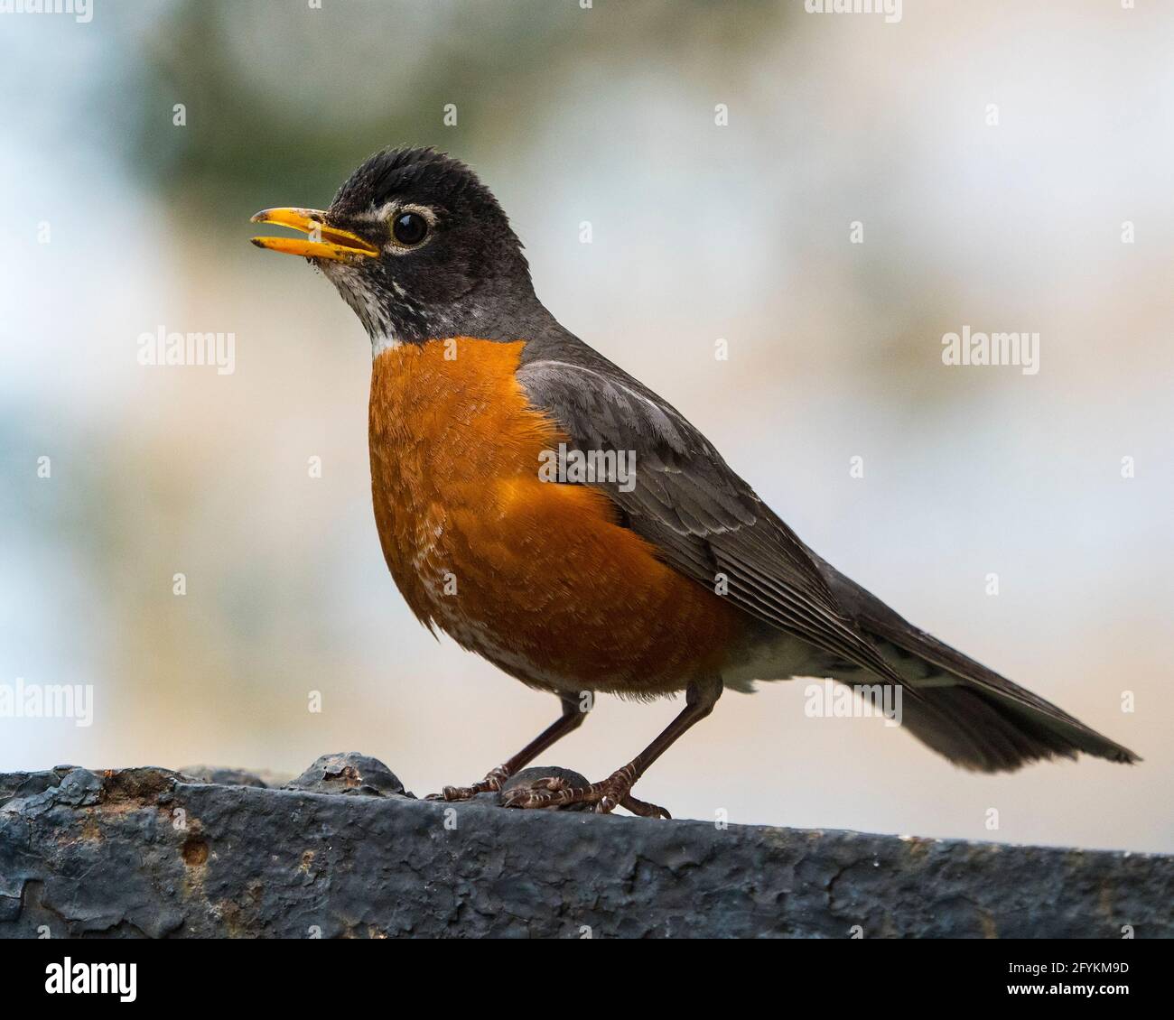 New York, New York, USA. 28th May, 2021. A Robin sings on a fire escape ...
