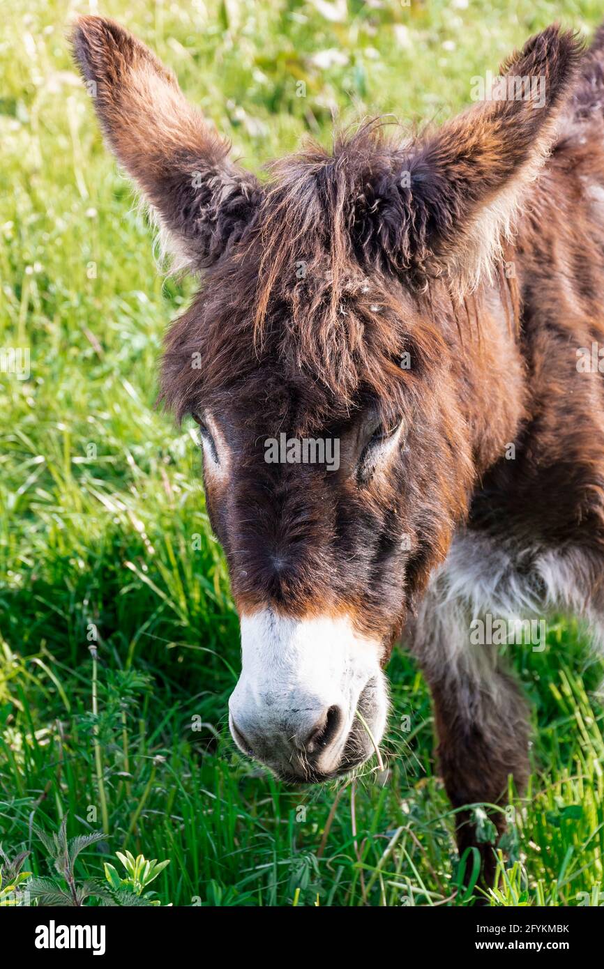 Donkey with chickens hi-res stock photography and images - Alamy