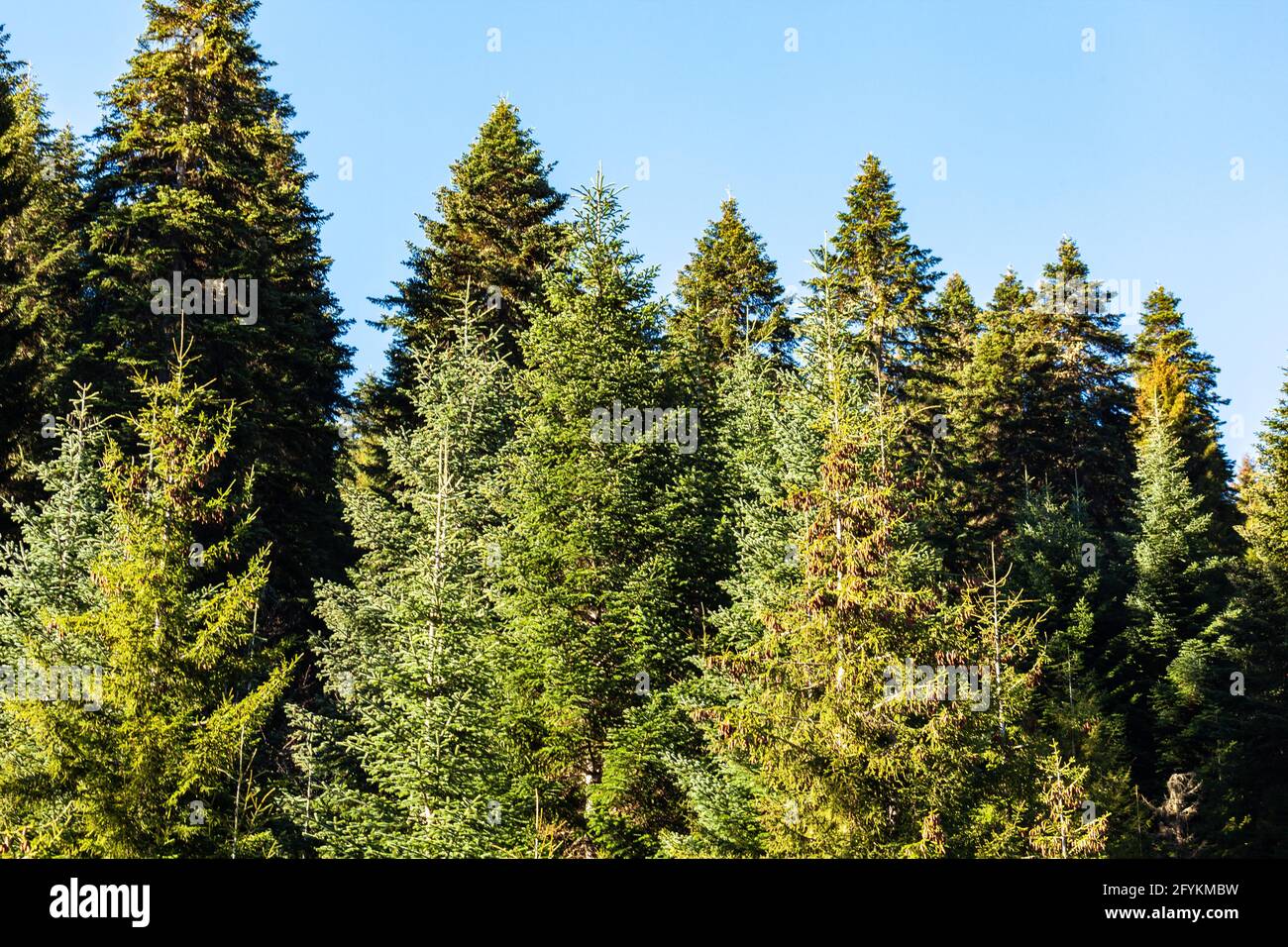 Green trees in a forest of old spruce, fir and pine trees in wilderness ...