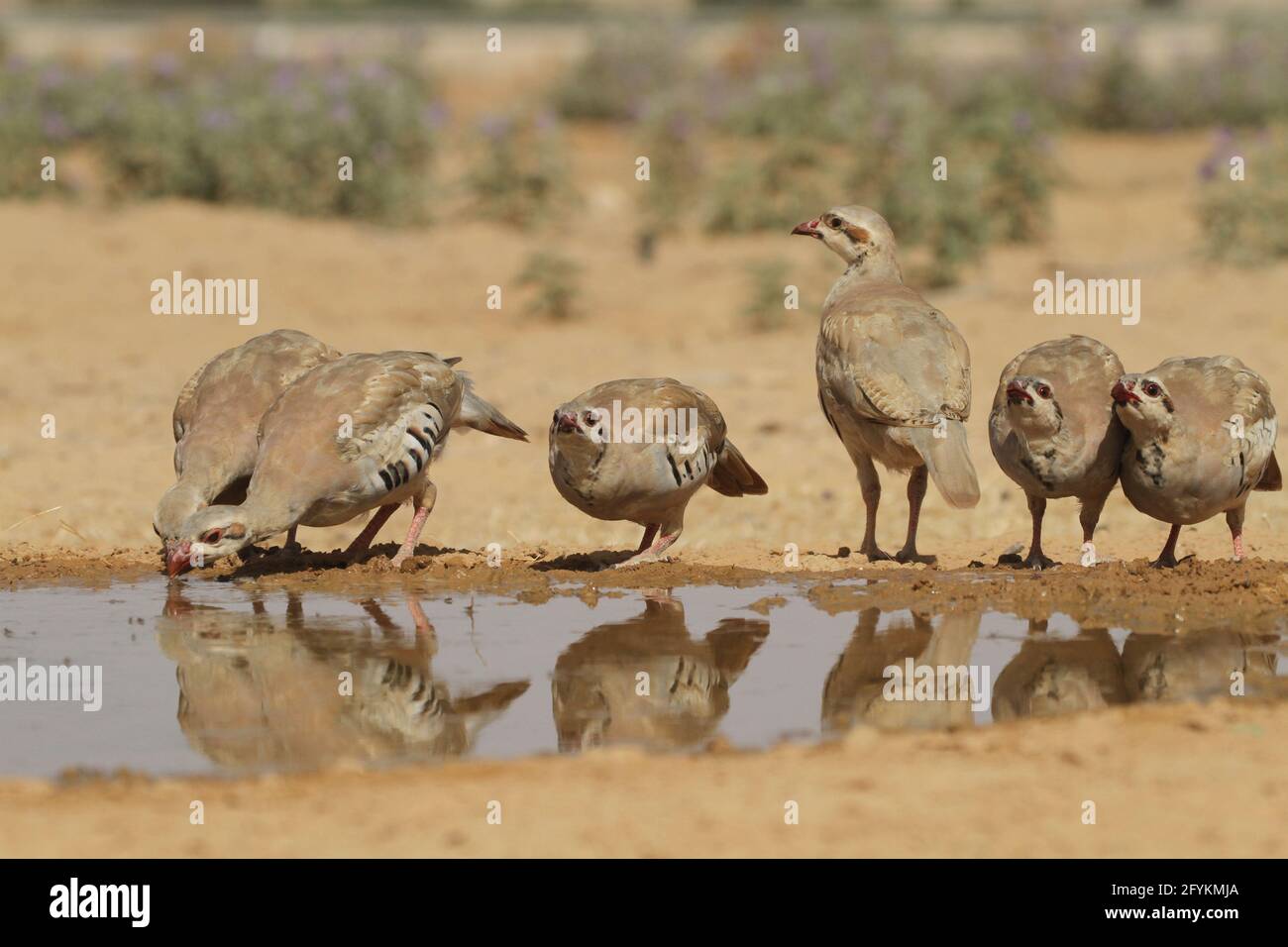 Chukar Partridge or Chukar (Alectoris chukar) Photographed in Israel ...