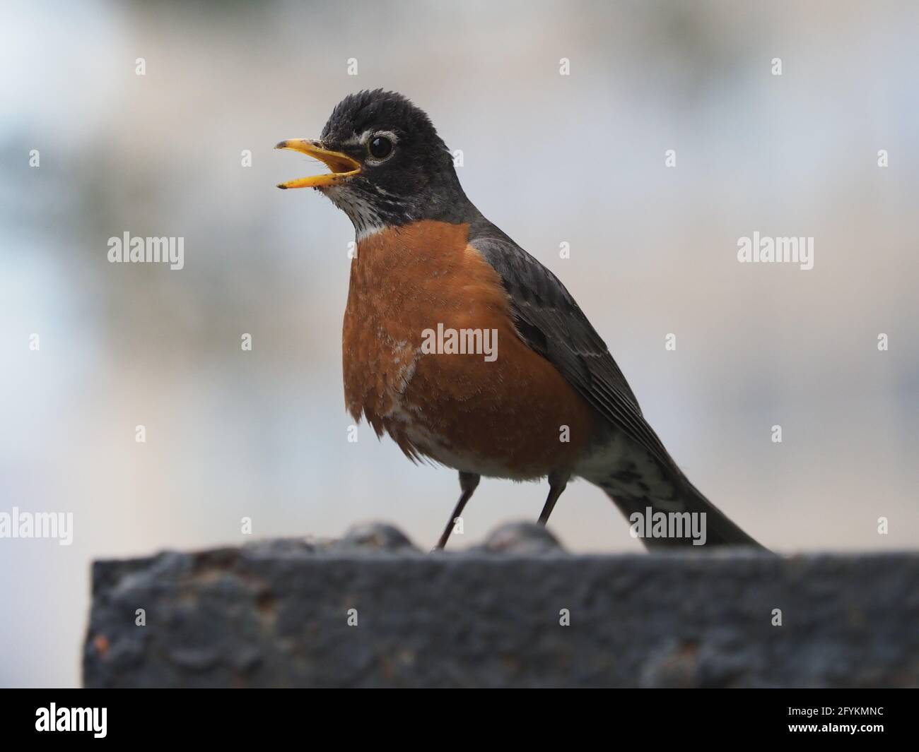 New York, New York, USA. 28th May, 2021. A Robin sings on a fire escape ...