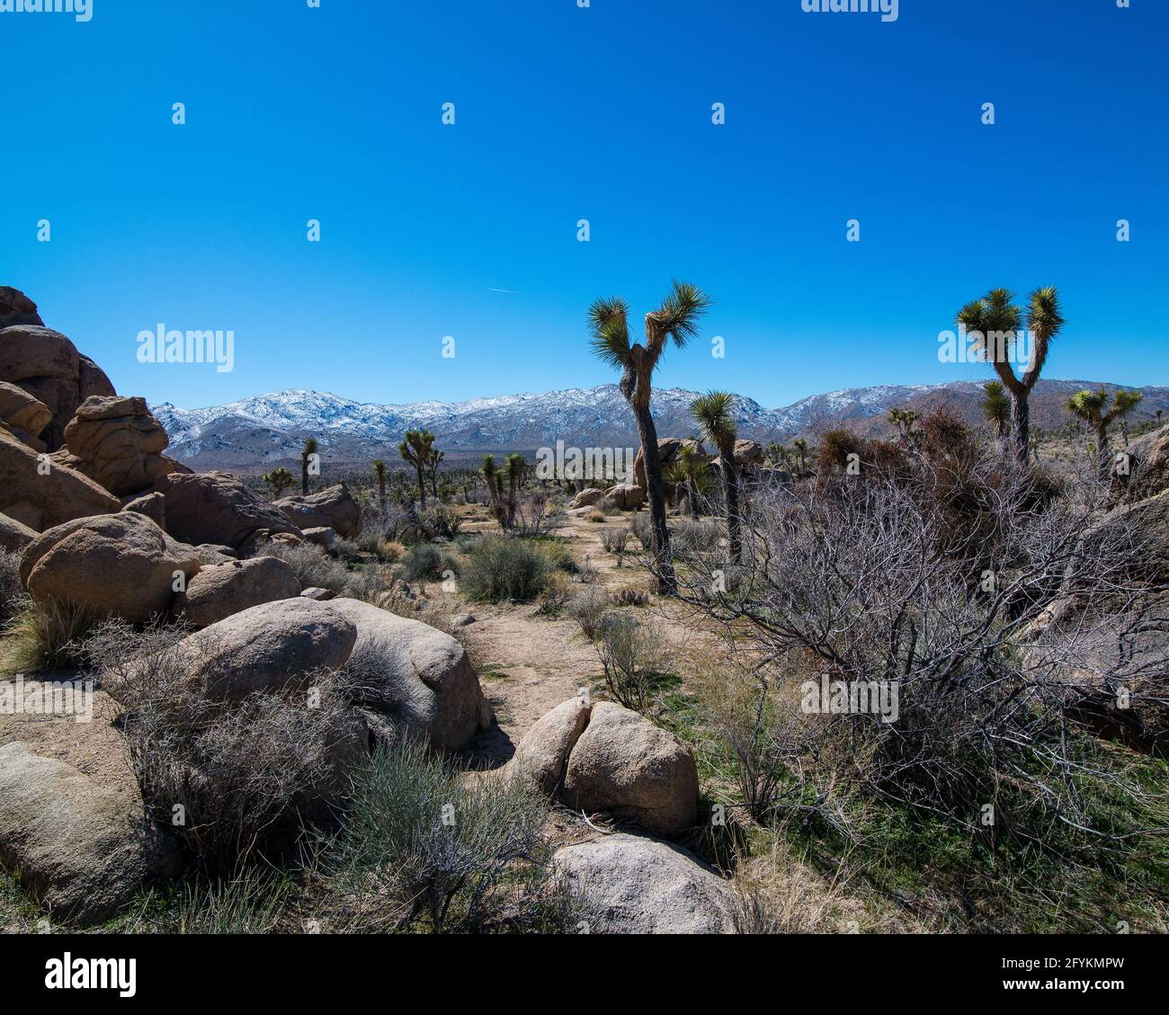 Joshua trees growing in a desert Stock Photo - Alamy