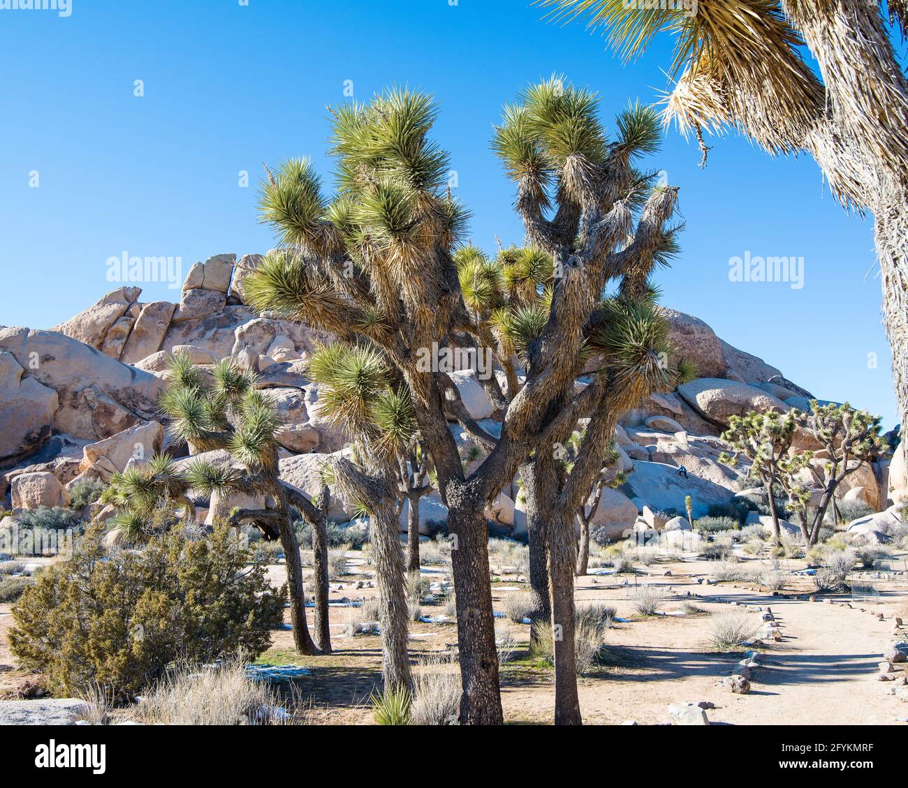 Joshua trees growing in a desert Stock Photo - Alamy
