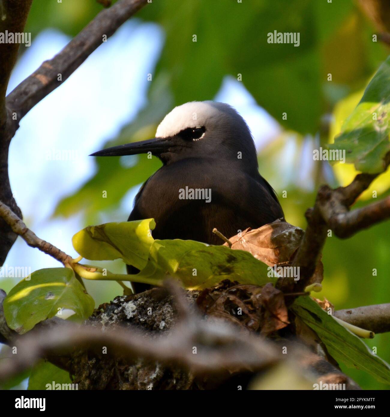 Single black noddy tern migratory bird nesting in a green tropical tree ...