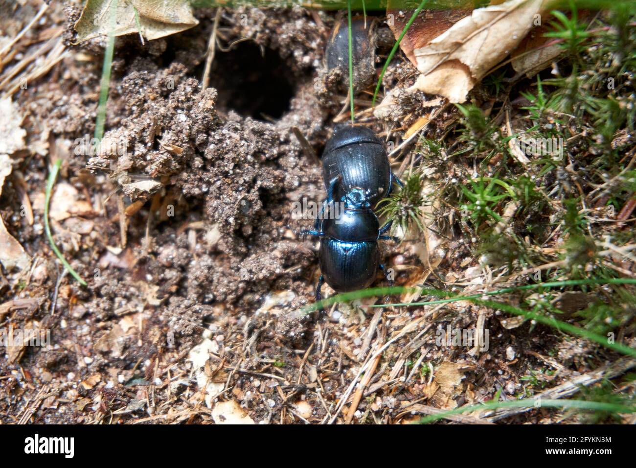 Shot of bugs on the ground Stock Photo - Alamy