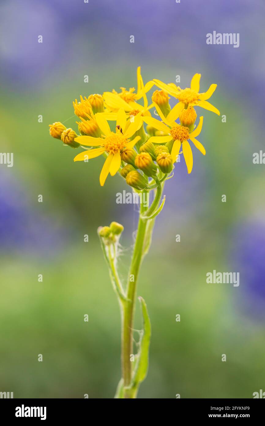 Spicewood, Texas, USA. Golden ragwort wildflowers in the Texas hill ...