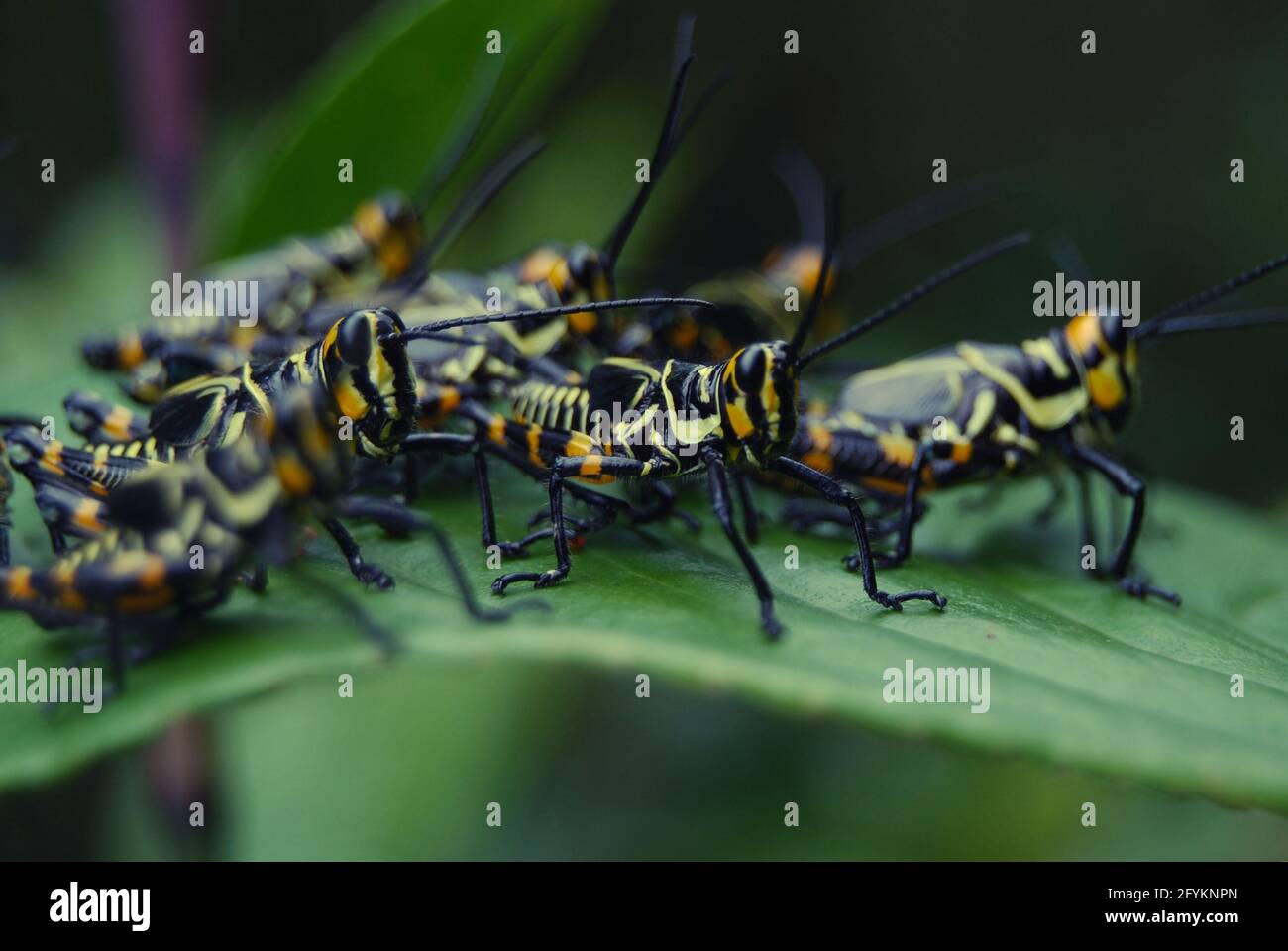 Group of grasshoppers over a leaf Stock Photo - Alamy