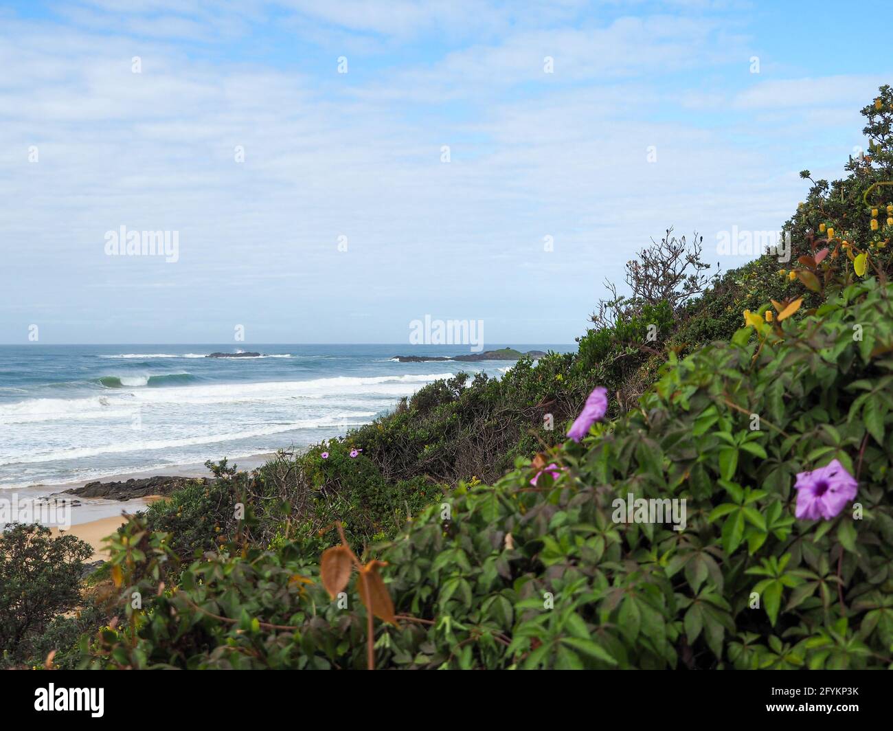 Mauve pink Morning Glory Flowers on the hillside in front of the sea ...
