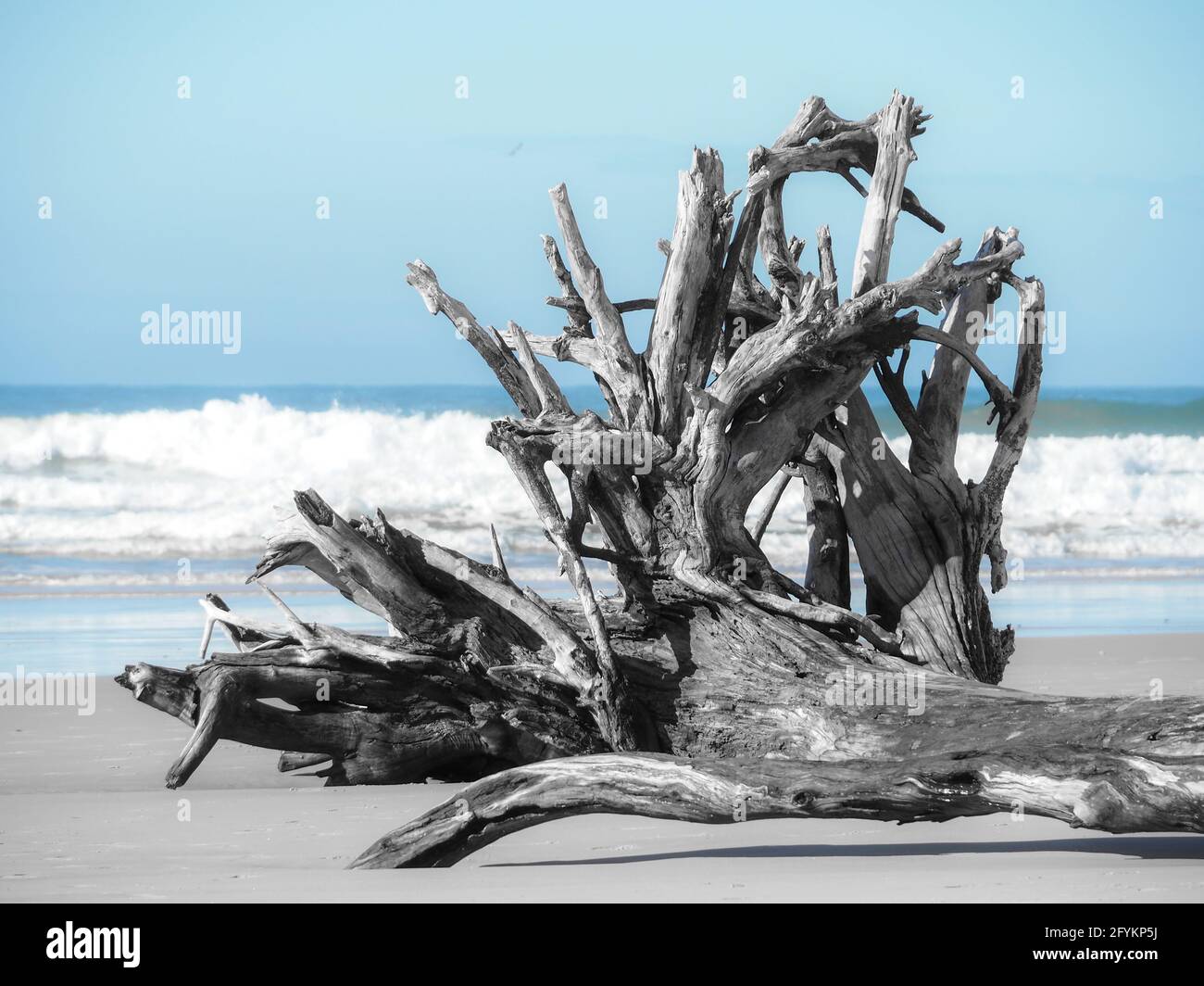 Twisting tree roots hi-res stock photography and images - Alamy