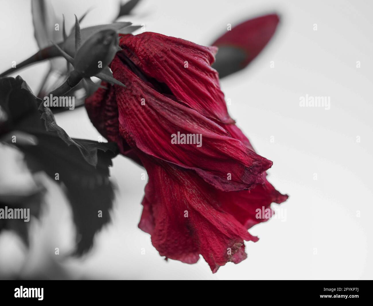 Ruby red tone hi-res stock photography and images - Alamy