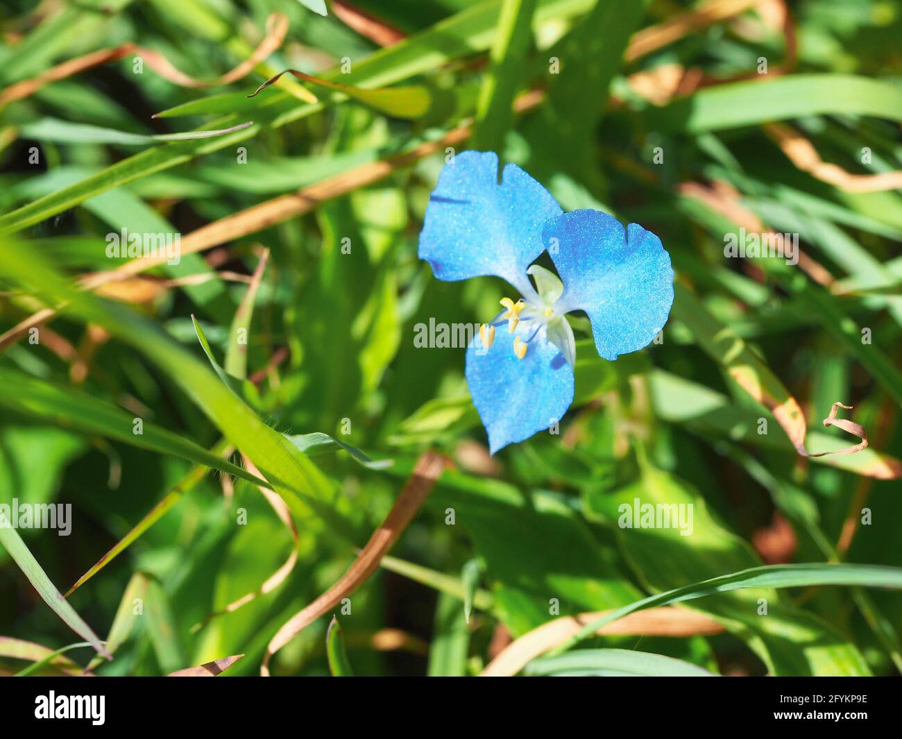Commelina cyanea flower hi-res stock photography and images - Alamy