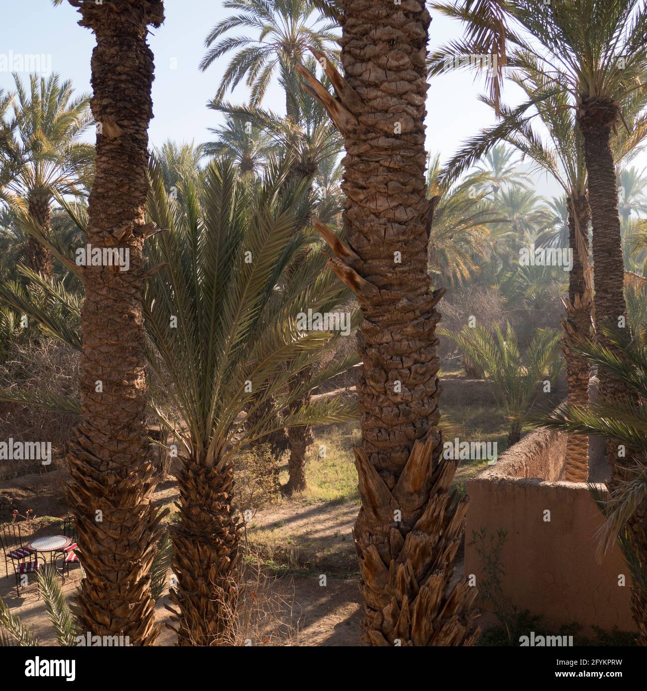 Morocco agriculture farming draa hi-res stock photography and images ...