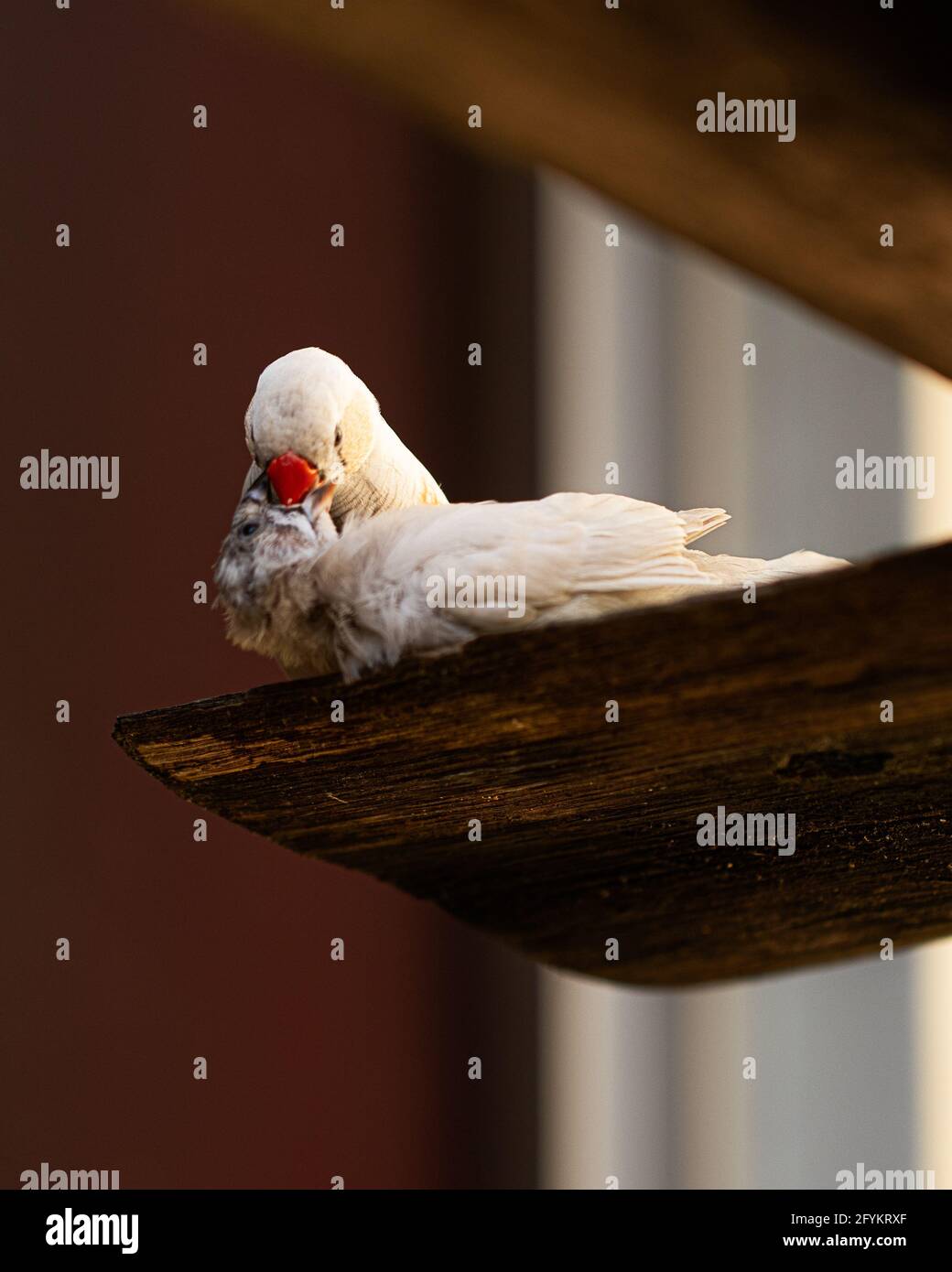 Shot of a nice perched bird Stock Photo - Alamy