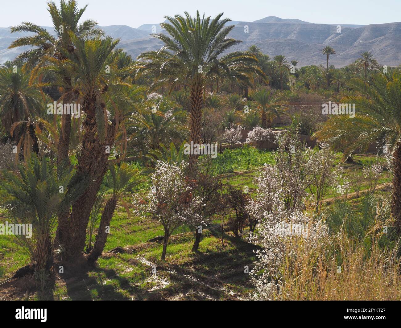 Safran maroc hi-res stock photography and images - Alamy