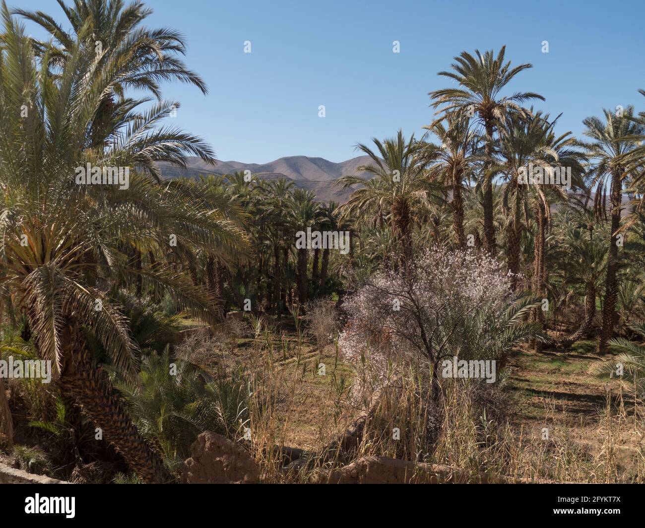 Rustic farming morocco hi-res stock photography and images - Alamy