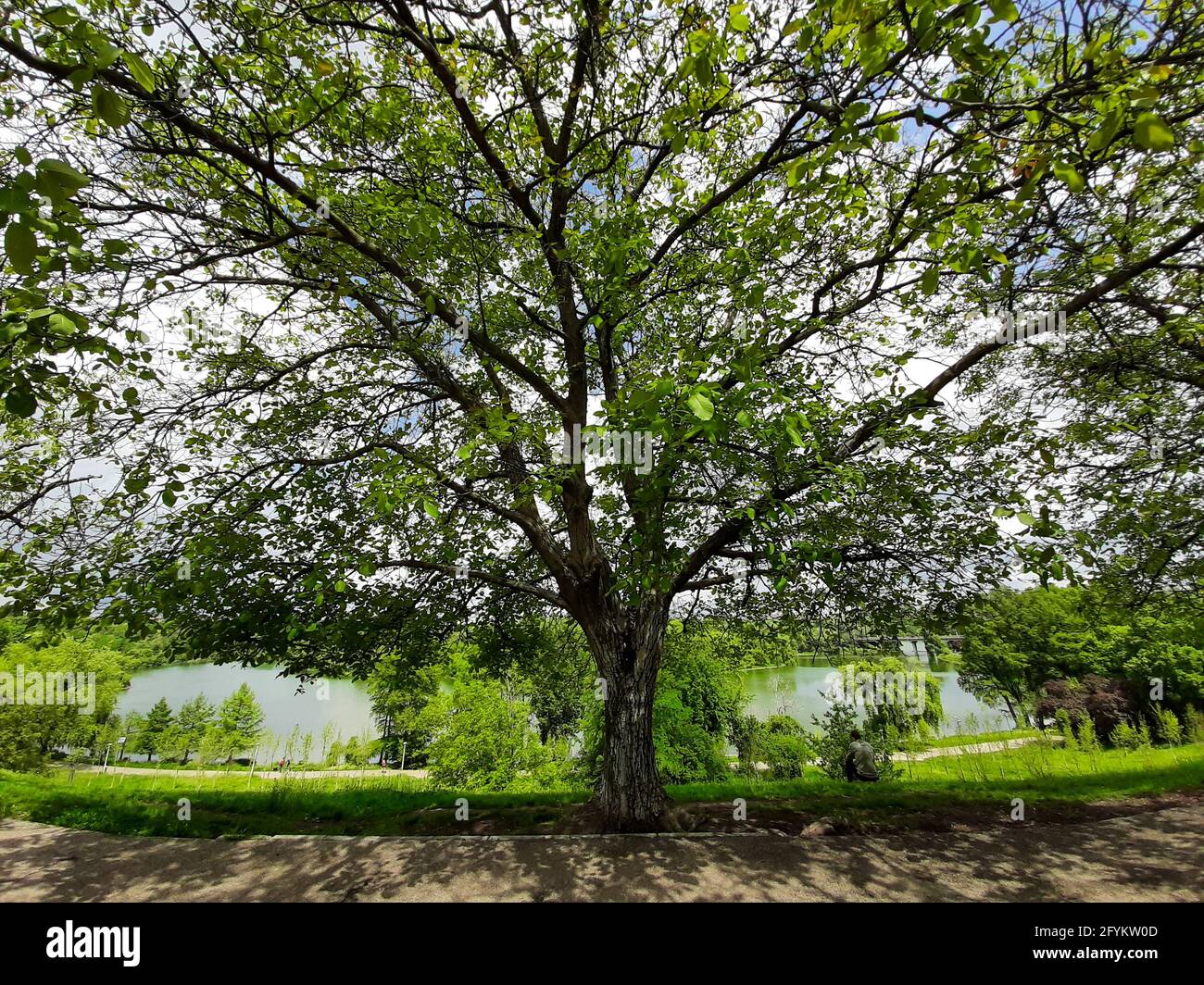 Quercus rugosa hi-res stock photography and images - Alamy