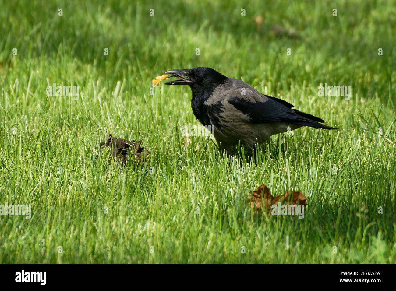 Bucharest, Romania - May 27, 2021: A hooded crow with some food in its ...