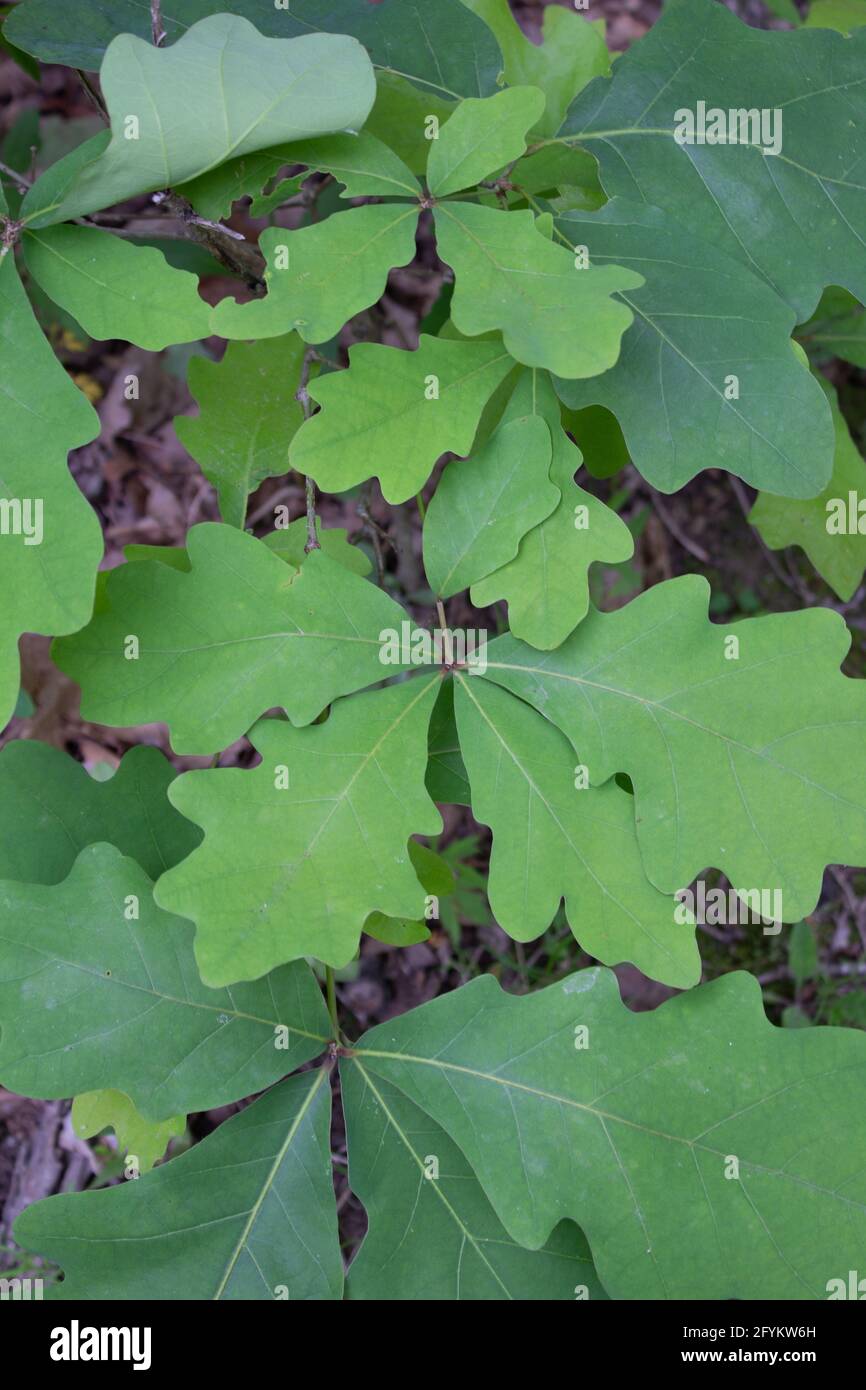 Baby oak trees Stock Photo - Alamy