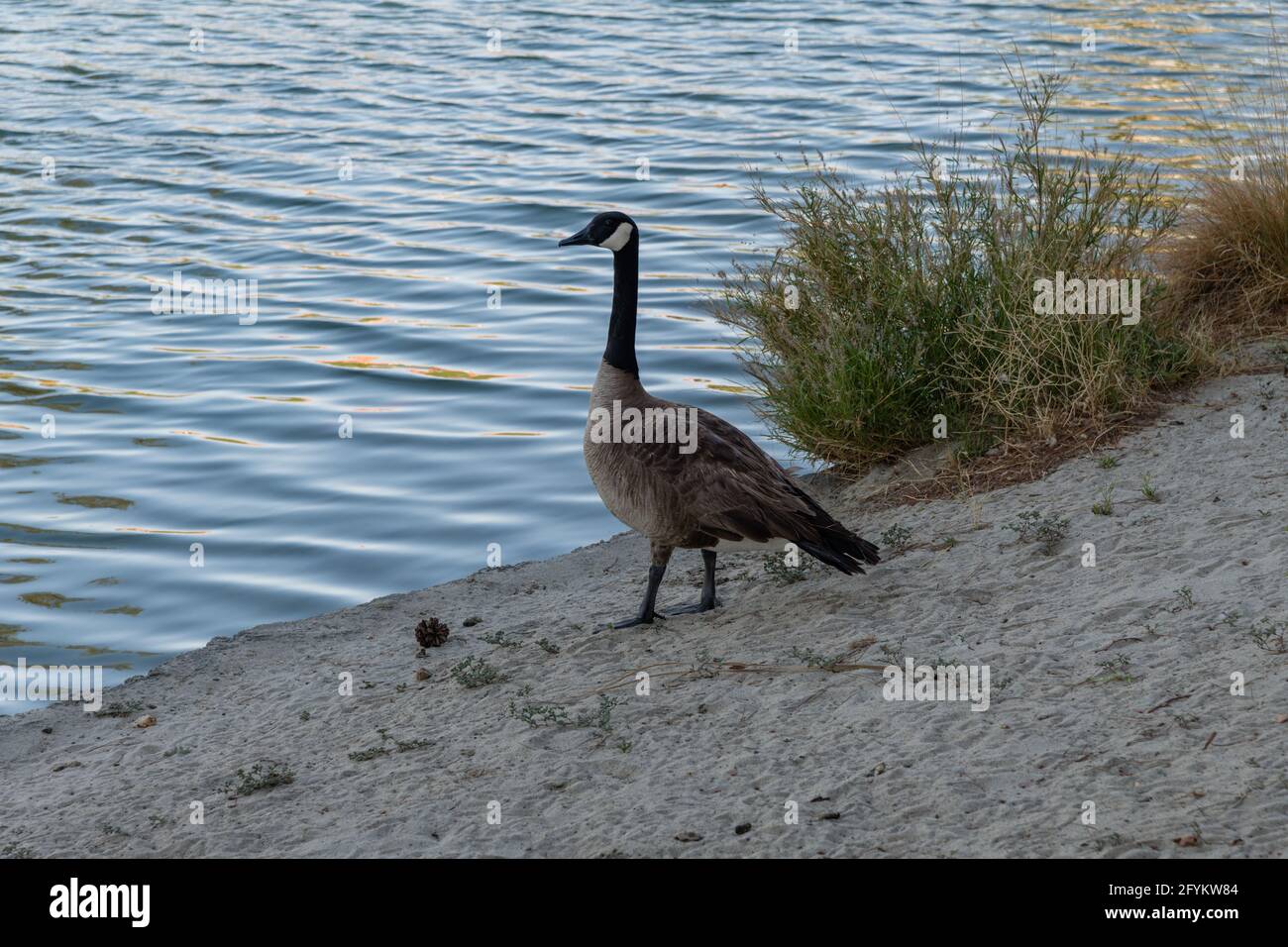 Canada goose foot closeup hi-res stock photography and images - Alamy