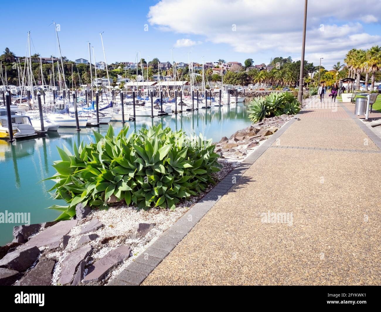 AUCKLAND, NEW ZEALAND - May 13, 2021: View of Swan-neck Agave (Agave ...