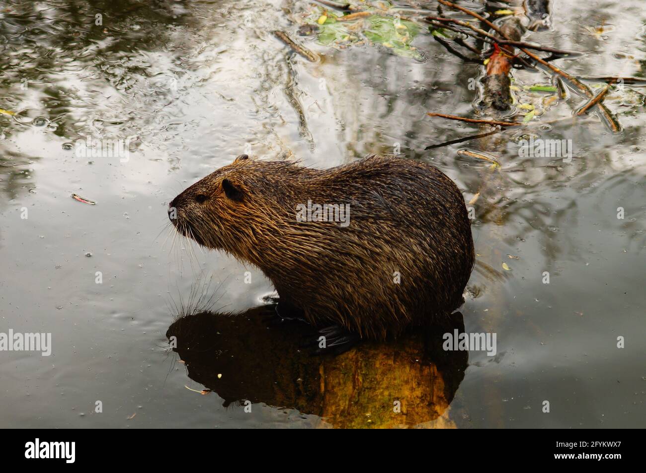 A coypu is reflected in the water of the Nidda river Stock Photo - Alamy