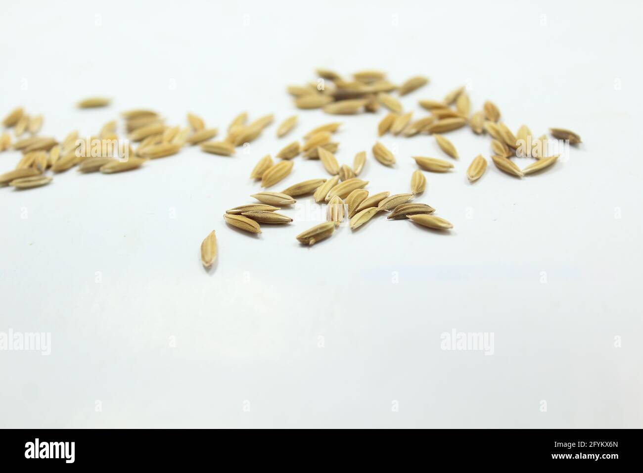 Planting rice seed hi-res stock photography and images - Alamy