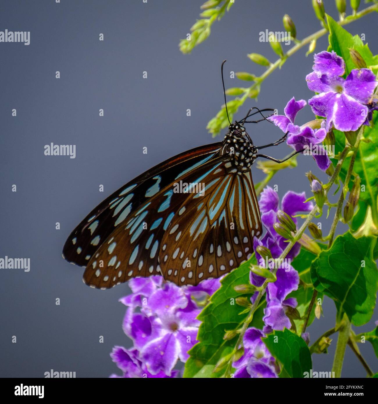 Butterflies in the garden Stock Photo - Alamy