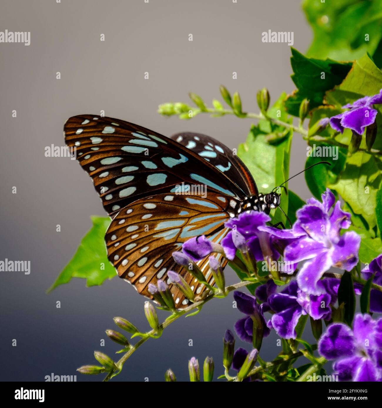Butterflies in the garden Stock Photo - Alamy