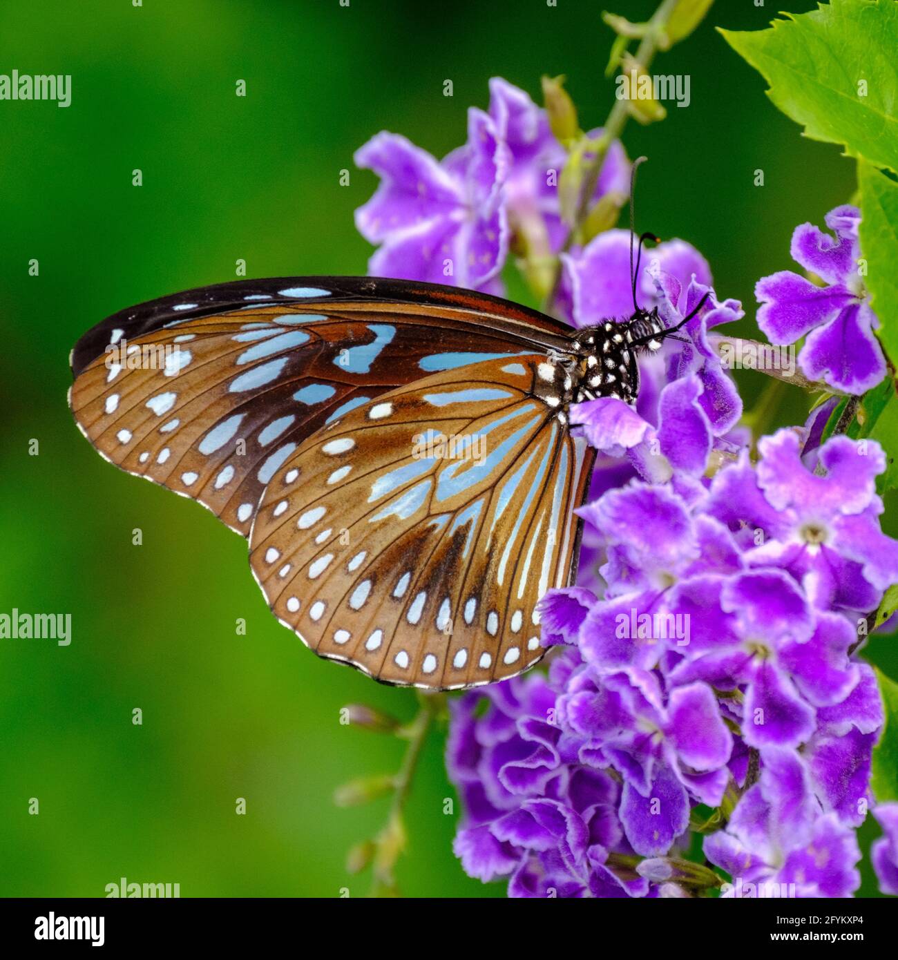 Butterflies in the garden Stock Photo - Alamy