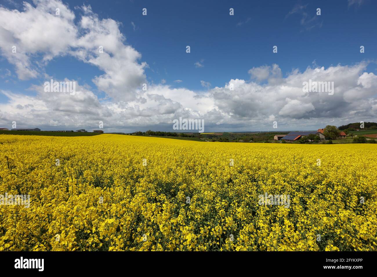 Closeup shot of a rapeseed yellow field on a clear sunny day Stock ...