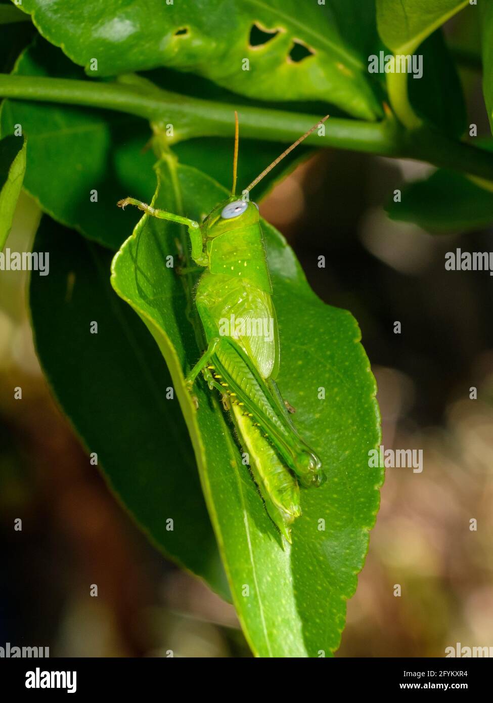 Grasshopper In The Garden High Resolution Stock Photography and Images ...