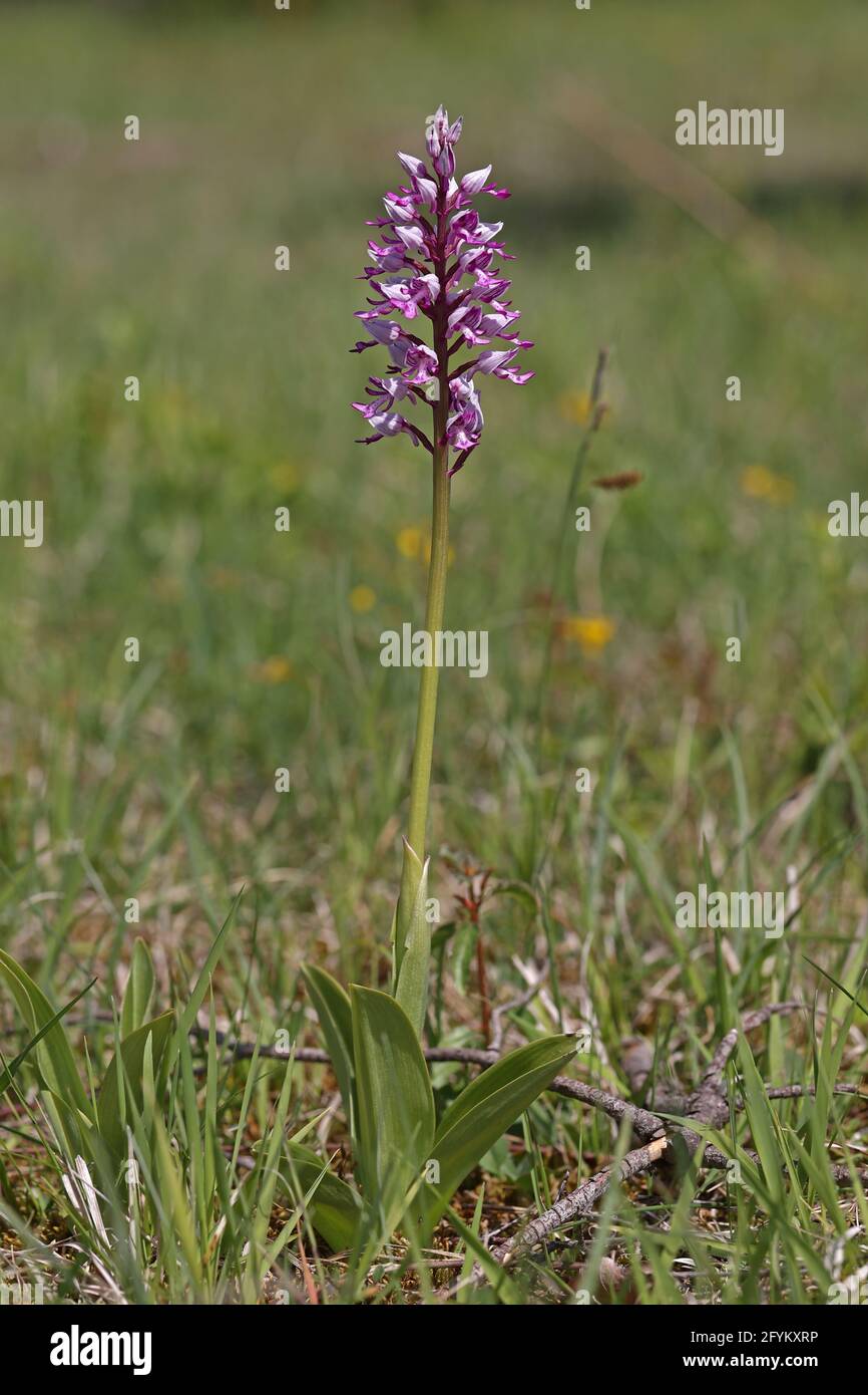 Vertical shot of blooming Orchis Militaris orchid flower in a meadow ...