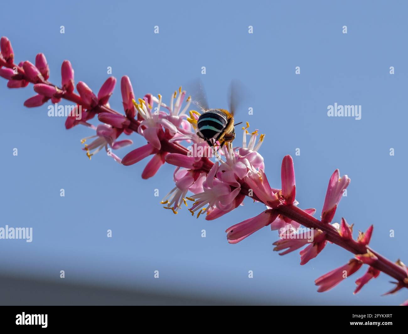 Blue banded bee in hi-res stock photography and images - Alamy