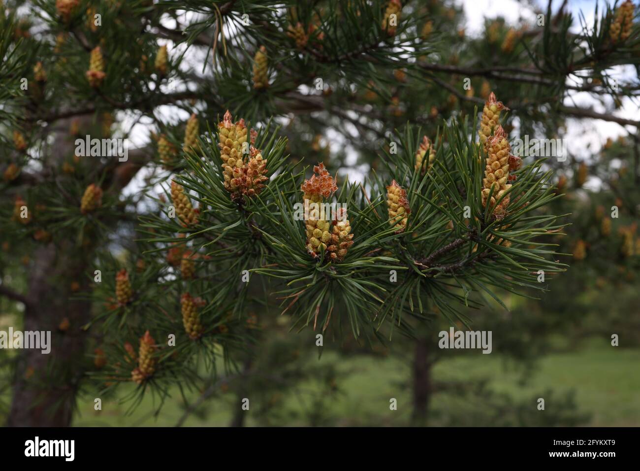 Closeup shot of a blooming pine tree in the forest in spring Stock ...
