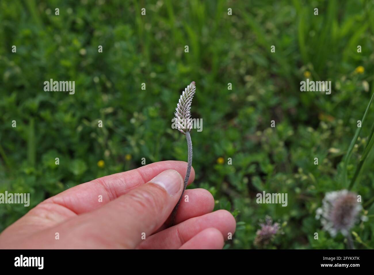 Closeup shot of a male hand holding the lanceolata plantain plant Stock ...