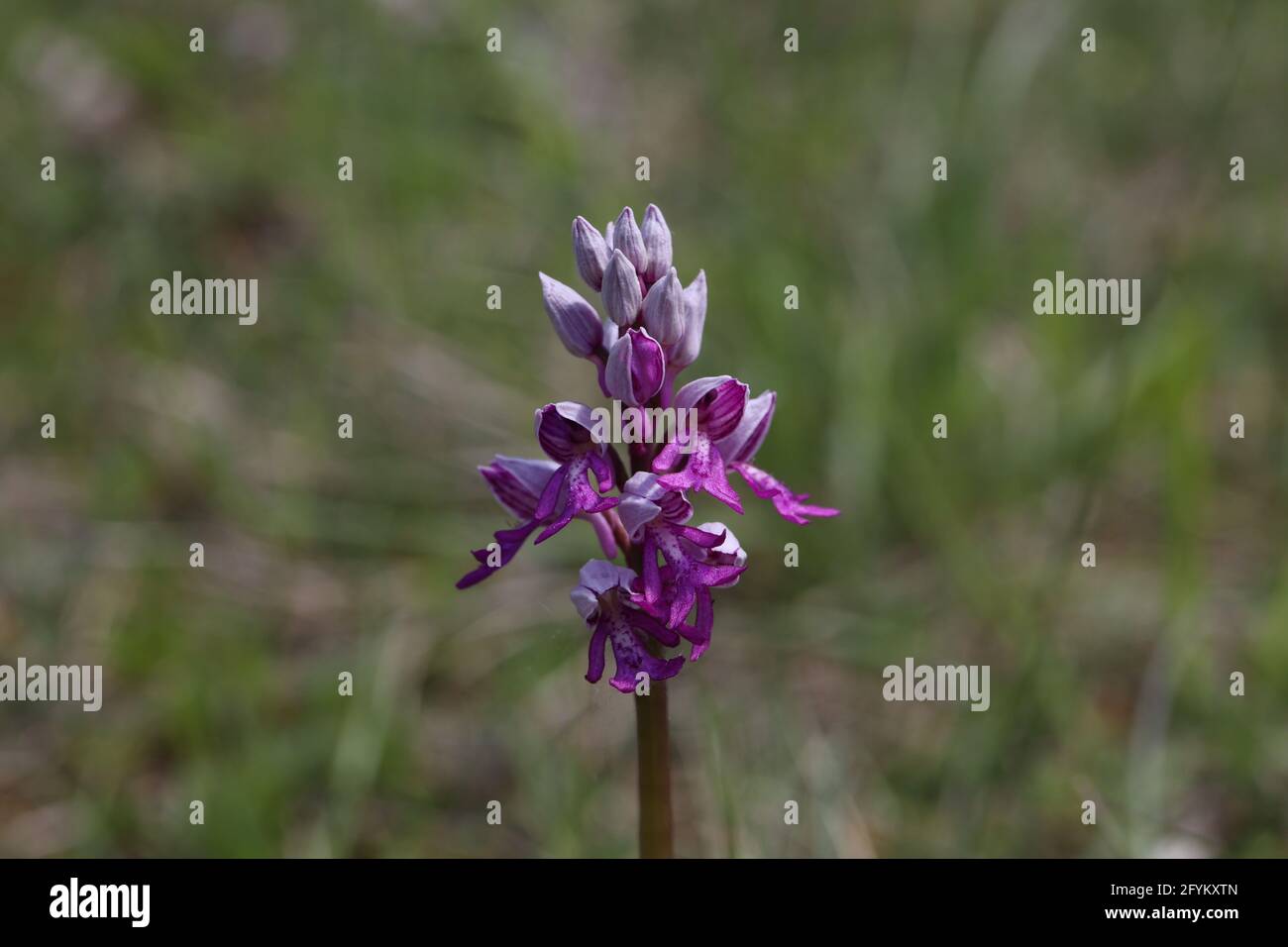 Selective focus shot of blooming Orchis Militaris orchid flower in a ...
