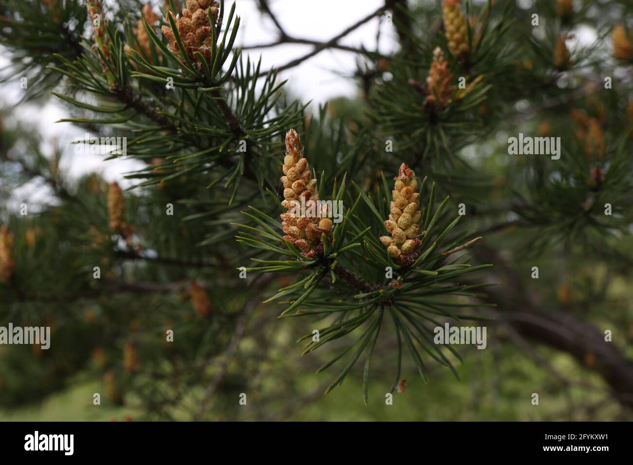 Selective focus shot of a blooming pine tree in the forest in spring ...