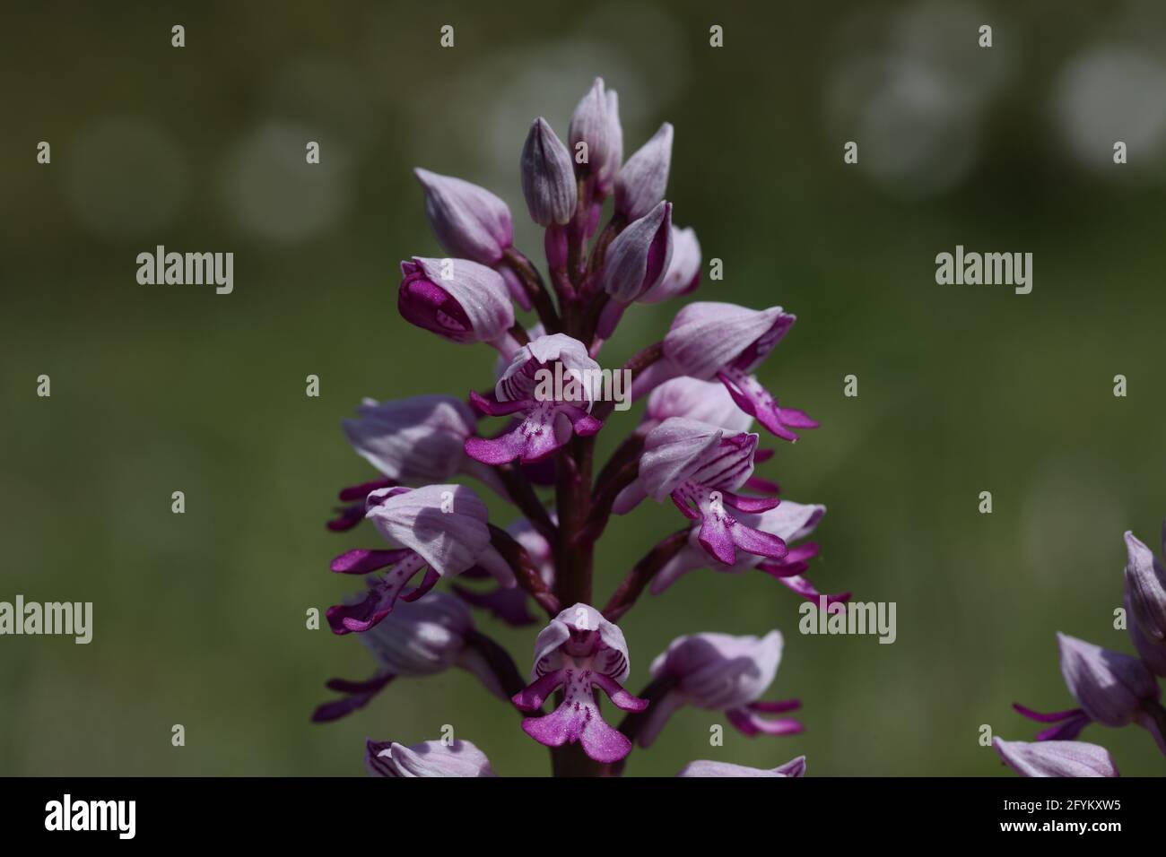 Selective focus shot of blooming Orchis Militaris orchid flower in a ...