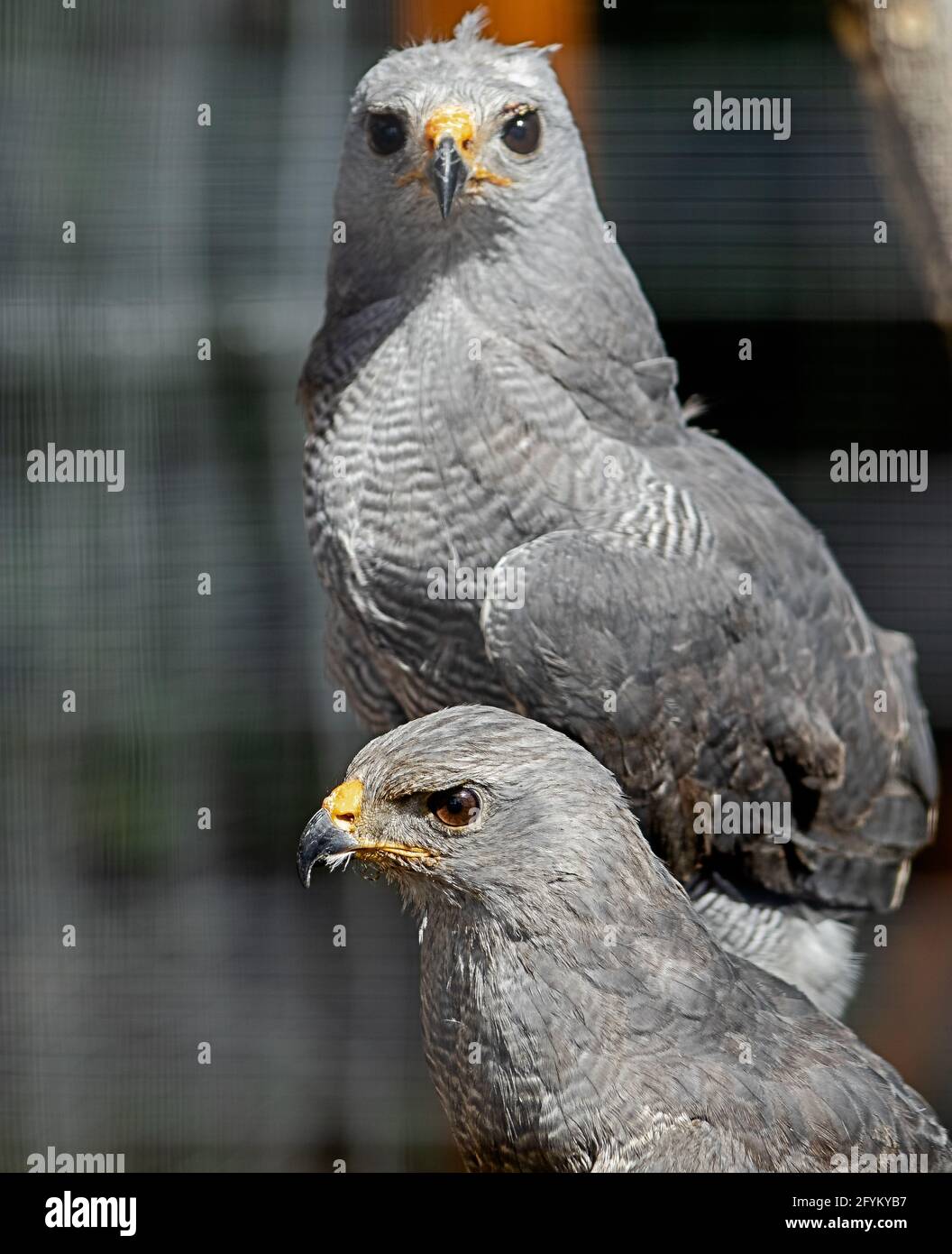 Shot of gray falcons Stock Photo - Alamy