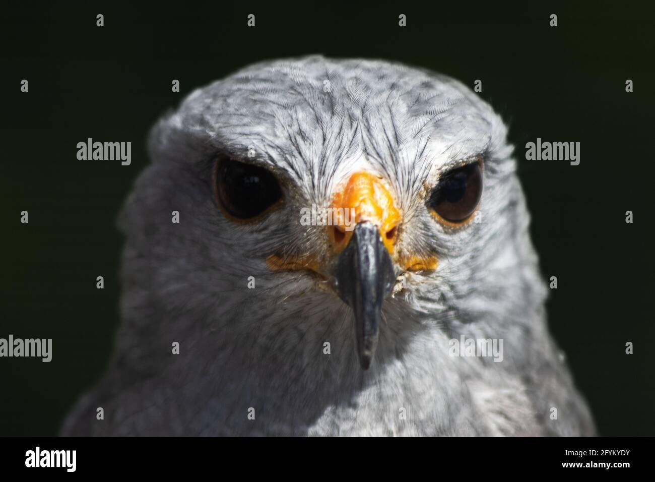Close up shot of a grey falcon Stock Photo - Alamy