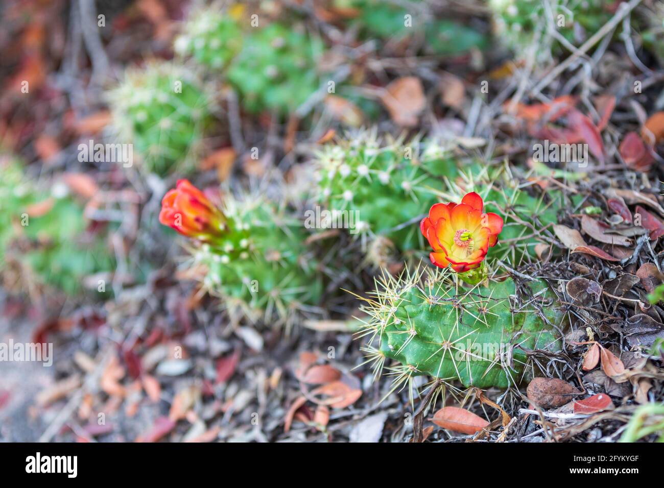 Castroville, Texas, USA. Prickly pear flower in the Texas hill country ...