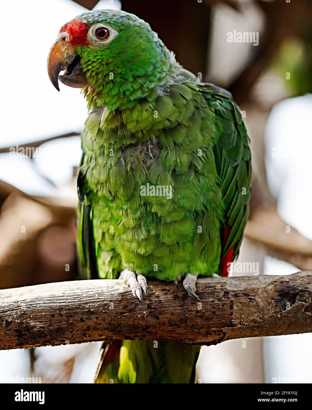 Shot of a parrot on a tree Stock Photo - Alamy