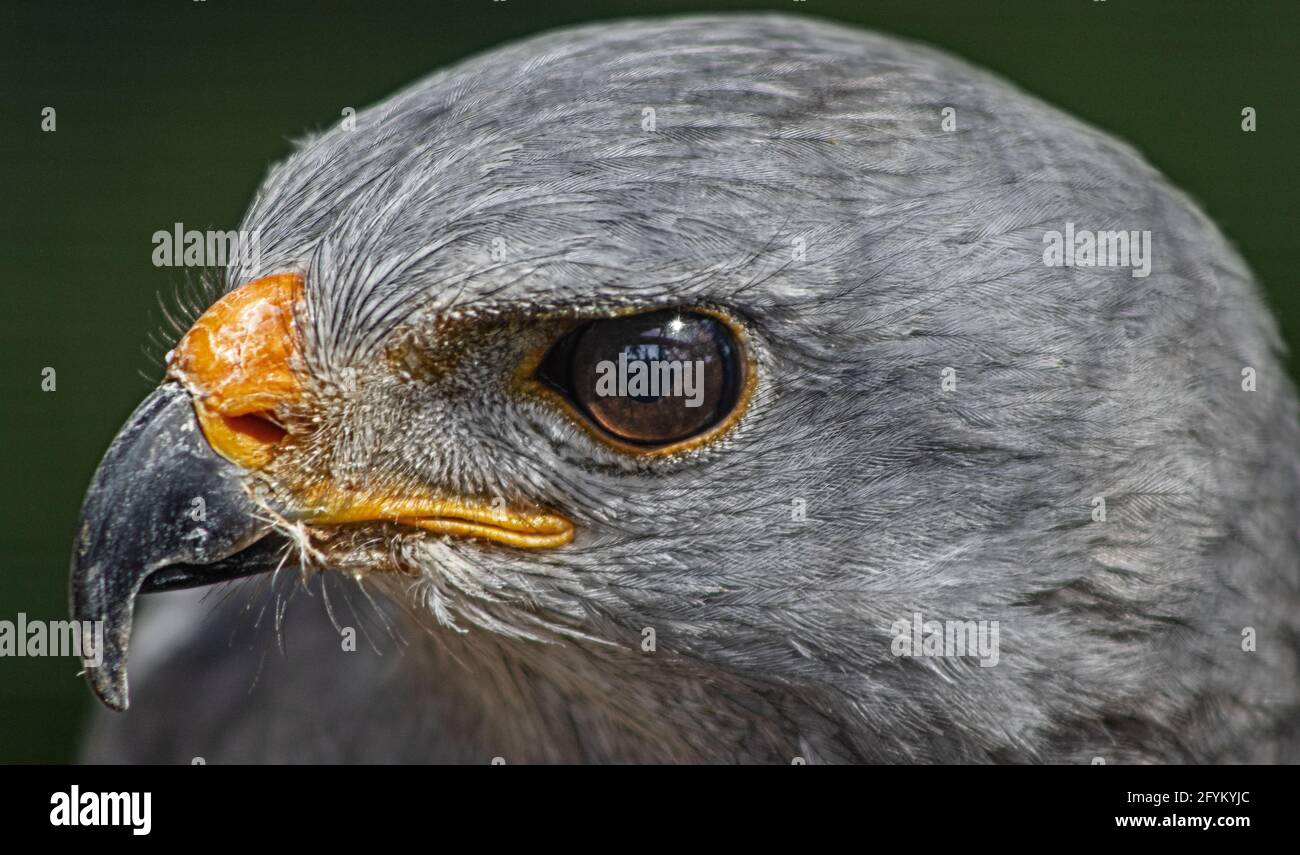 Close up shot of a grey falcon Stock Photo - Alamy
